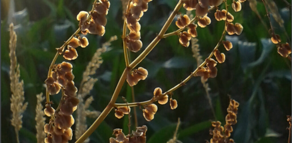 Visioen van plantenvitaliteitskunde – Buizer Advies